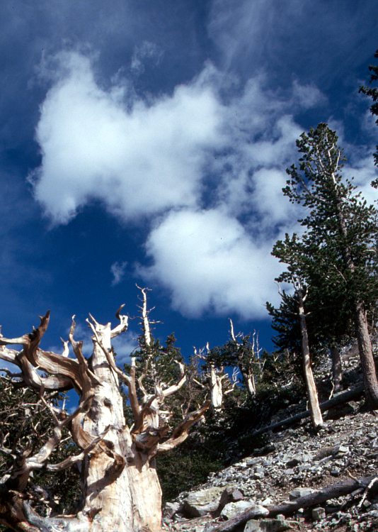 Wolken - Karlsruher Wolkenatlas - Cumulus fractus